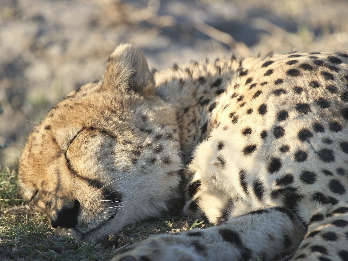 Kajian Aqidah Edisi 24: Menjadi Macan Ompong di Negeri Sendiri ...